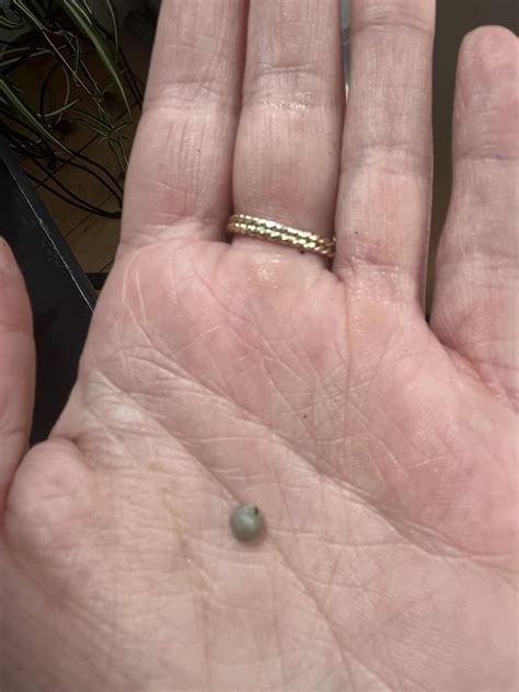 Unknown Pods In Plant Rhouseplants