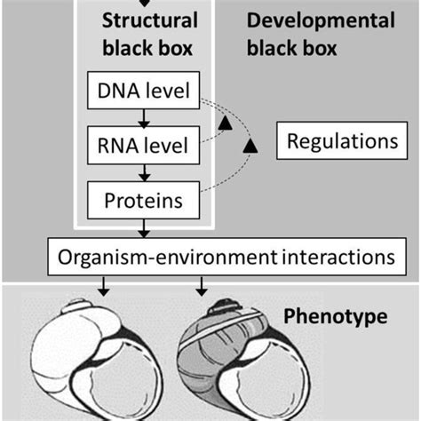 Bayesian Skyline Plot For Mitochondrial Only Representing The