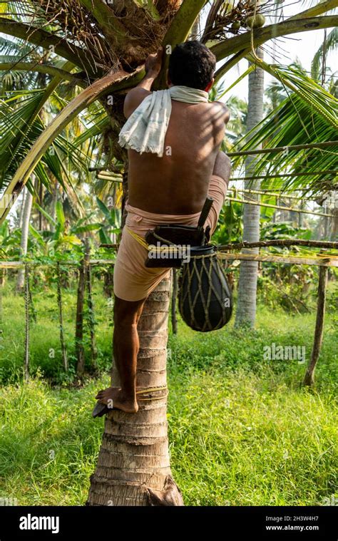 A Toddy Tapper Climbs Up A Toddy Palm Carrying His Basic Tool Kit And A Labu Katey A Round