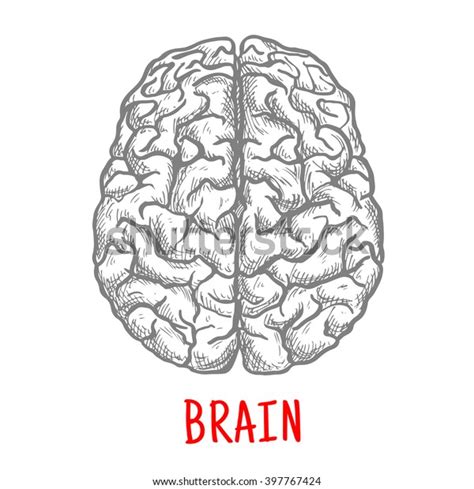 Human Brain Sketch Top View Both Stock Vektor Royaltyfri 397767424