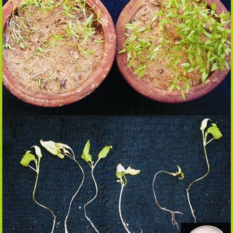 Pythium Aphanidermatum A Filamentous Inflated Toruloid Sporangia B Download Scientific