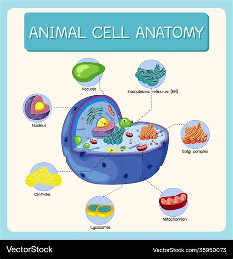 Biological Diagrams Representation Ygraph
