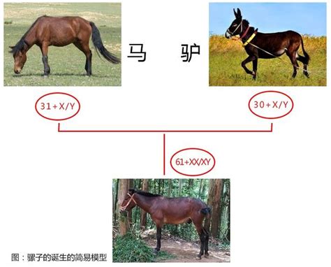 如何区分马骡子和驴它们之间存在哪些差异 百科TA说