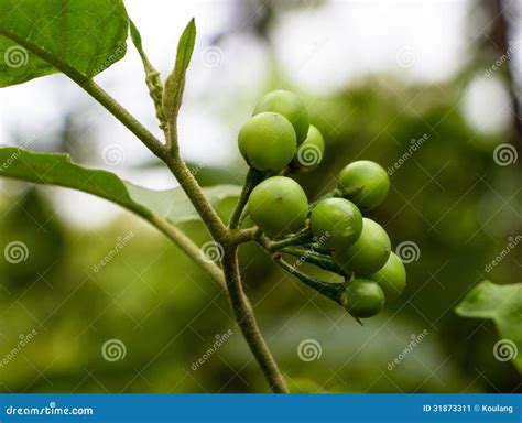 Bitter Pea Eggplant Stock Image Image Of Asian Plant 31873311