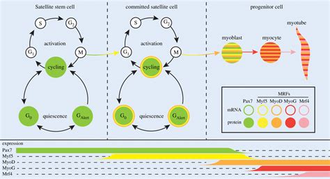 Satellite Cell Quiescence Versus Activation Satellite Stem Download Scientific Diagram