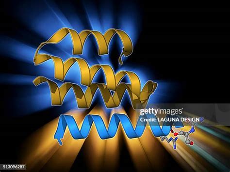 78 Collagen Molecule Structure High Res Illustrations Getty Images