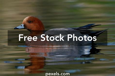 Penelopemenchacadesnudo Photos Download The Best Free Penelope