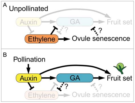 A Model For The Role Of Ethylene In Tomato Fruit Set A Ethylene May