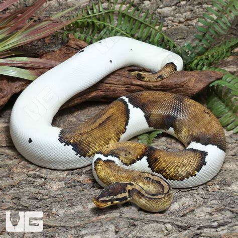 2018 Lavender Albino Spider Ball Python For Sale Underground Reptiles
