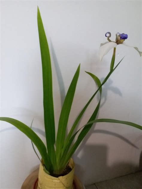 巴西 鳶尾花 玉蝴蝶 藍蝴蝶 馬蝶花 觀葉植物 春天開花 室內盆栽 walking iris flower plant 傢俬家居 家居