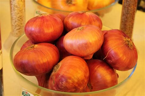 Вредители лука репчатого фото - 78 картинок