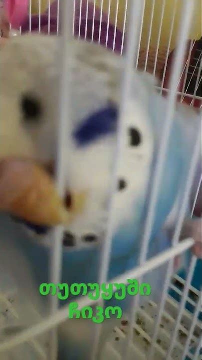 თუთიყუში ჩიკო Youtube