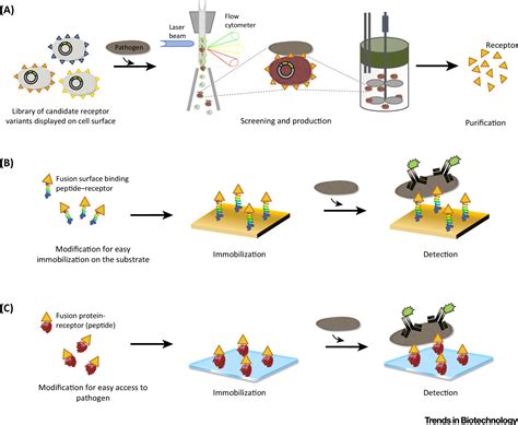 Optical Biosensors For The Detection Of Pathogenic Microorganisms Trends In Biotechnology