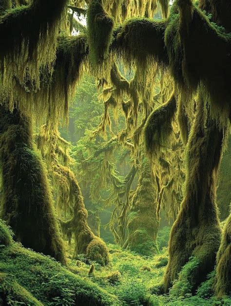 Hoh Rain Forest Washington State Usa Fantasy Landscape Scenery