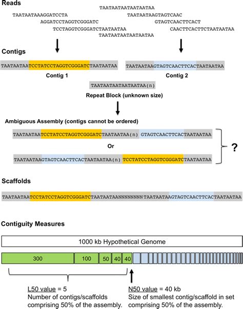 Genome Assembly And Scaffolding Top Reads Contigs And Scaffolds