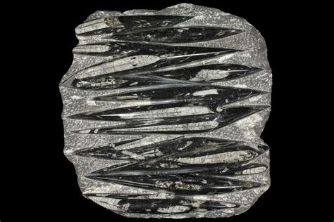 13 2 Polished Fossil Orthoceras Cephalopod Plate 104636 For Sale