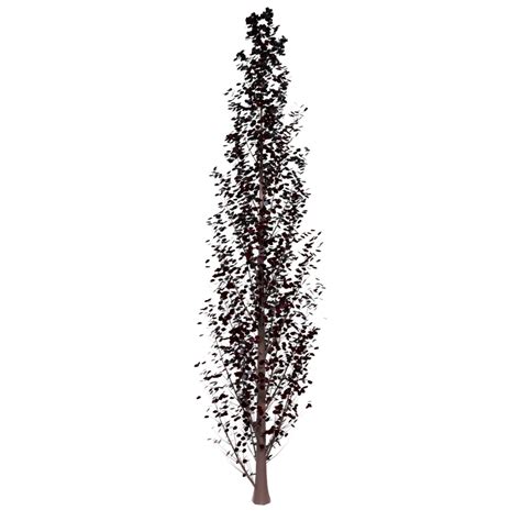 Tree Isolated On Transparent PNG