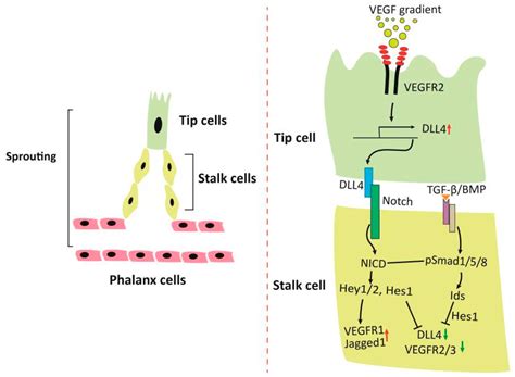 Cells Free Full Text Dual Roles Of The Amp Activated Protein Kinase