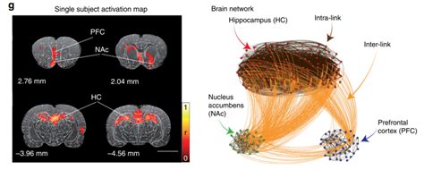 Finding Influential Nodes For Integration In Brain Networks Using