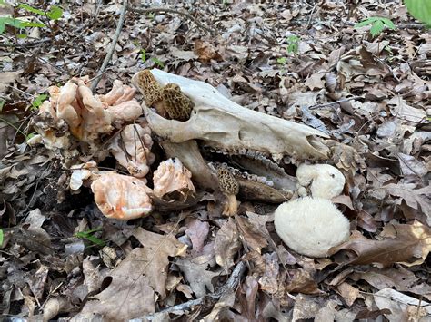 Can You Identify These Mushrooms Rmushrooms