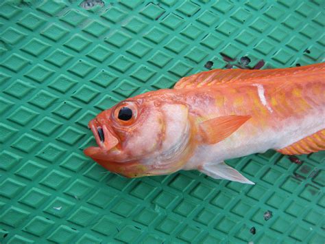 スミツキアカタチ 2013 10 22 WEB魚図鑑