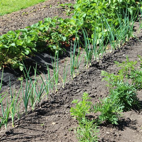 Carrot Plants Growing