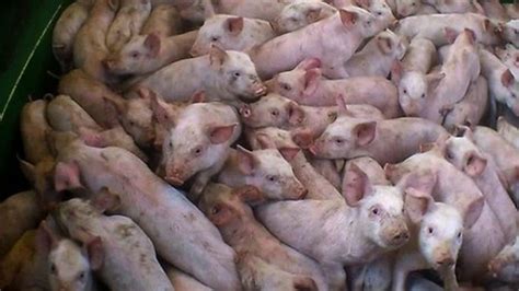 Norfolk Pig Farm Suspended By Freedom Food Over Disgusting Footage