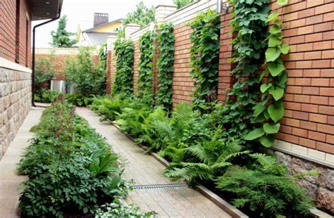 Что посадить вдоль забора на даче Фото и идеи оформления Дизайн озеленение Ландшафтные планы