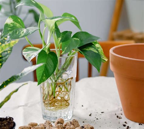 How To Propagate Pothos Plants Simple Tips For Thriving Growth ”