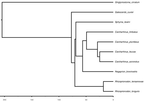 Time Scaled Molecular Phylogeny Of Ten Shark Species Produced In