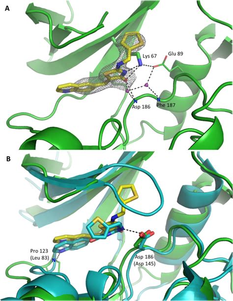 Structural Analysis Of Pim1 Kinase Complexes With Atp Competitive