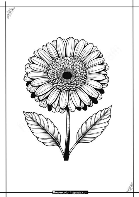 Free Gerbera Coloring Pages Printable Pdf Flower Coloring Page