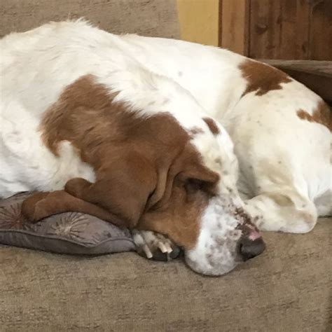 Adorable Basset Hound Puppy