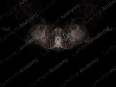 Anterior External Vertebral Venous Plexus Complete Anatomy Anterior External Vertebral Venous Plexus Complete Anatomy