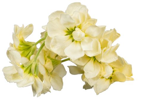 Cvijeće Za Ispraćaj Pecina Cvijeće 385 98 1828 970