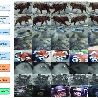 Examples Of Images From The Dataset Download Scientific Diagram