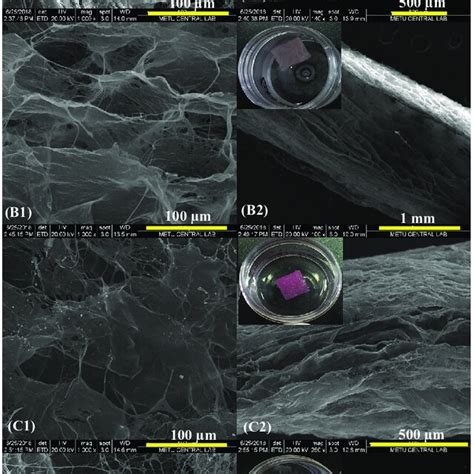 Sem Micrographs Of Different Collagen Scaffold Groups From The Top And Download Scientific