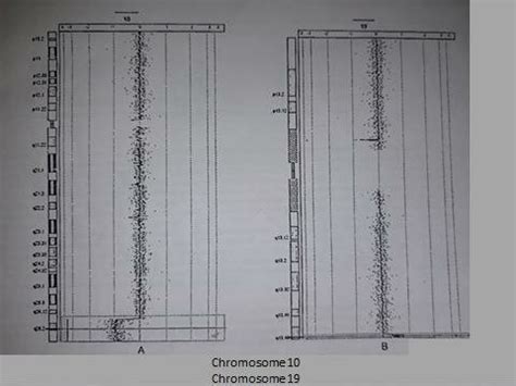 Molecular Cytogenetic Array CGH Findings In The Index Case A Array Download Scientific