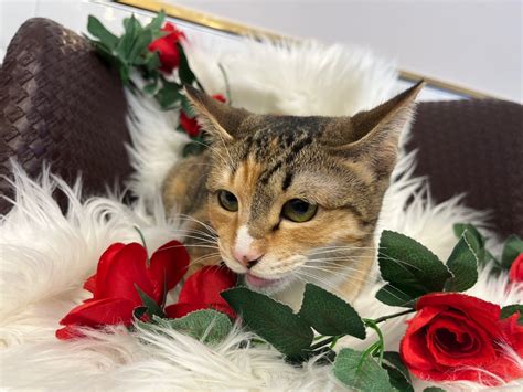 코리안 숏헤어 루다 폼스키크기 폼치크기 폼피츠크기 푸숑크기 노르웨이숲크기 데본렉스크기 뱅갈크기 샴크기 셀커크렉스크기 스핑크스크기 아메리칸숏헤어크기 아메리칸컬크기 아비시니안