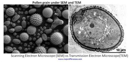 Sem Vs Tem Understanding The Differences