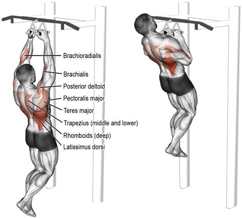 Back And Biceps The Best Workout Combination