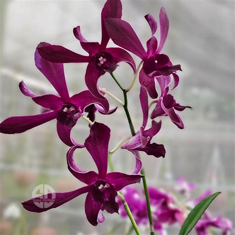 Dendrobium Orchid Plant Jac Concert Red Twisted Seedling