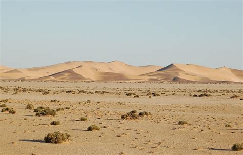 Пустыня Тар - где находится, флора и фауна, какой материк