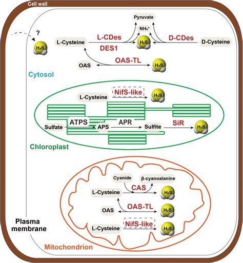 Biochemical Model For Hydrogen Sulfide H2s Production In Plants In