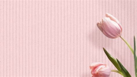 Pink Tulips Laptop Wallpaper