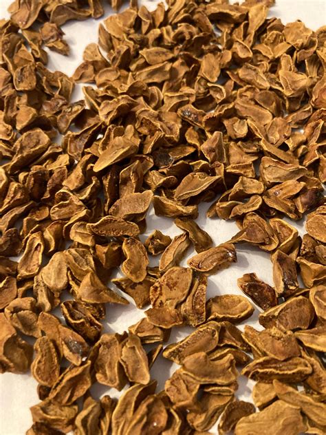 Bald Cypress Tree Seeds Taxodium Distichum Southern Sourced
