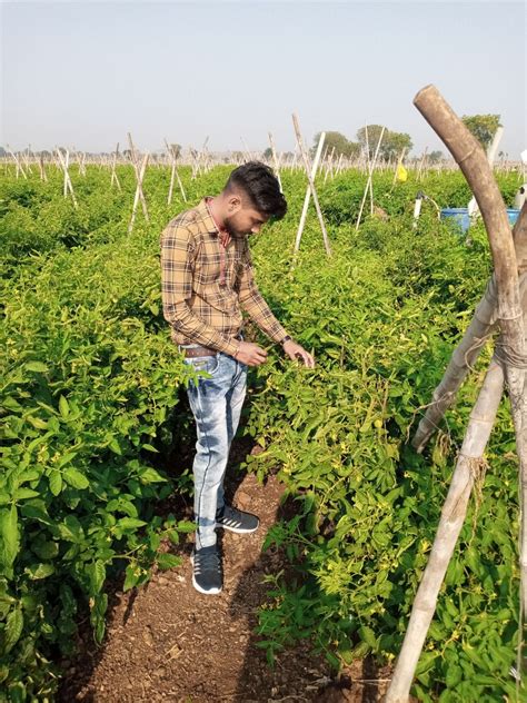 Abhishek Vishwakarma On Linkedin Tomato 🍅 Plot Visit 🌱