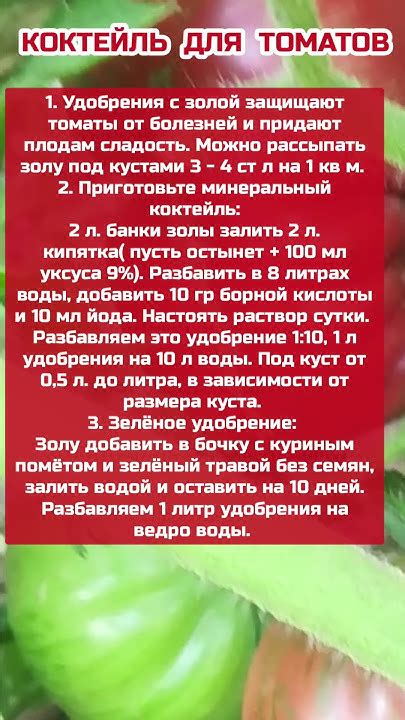 Коктейль для томатов огородныедела огород помидоры удобрение полезныесоветы Shortvideo