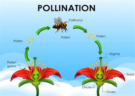 Honey Bee Pollination Diagram