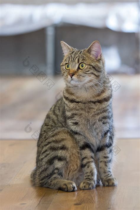 站在前面的猫 包图企业站